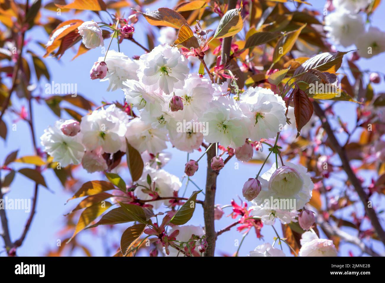 Beautiful white Sakura flowers on a tree branch growing in the garden ...