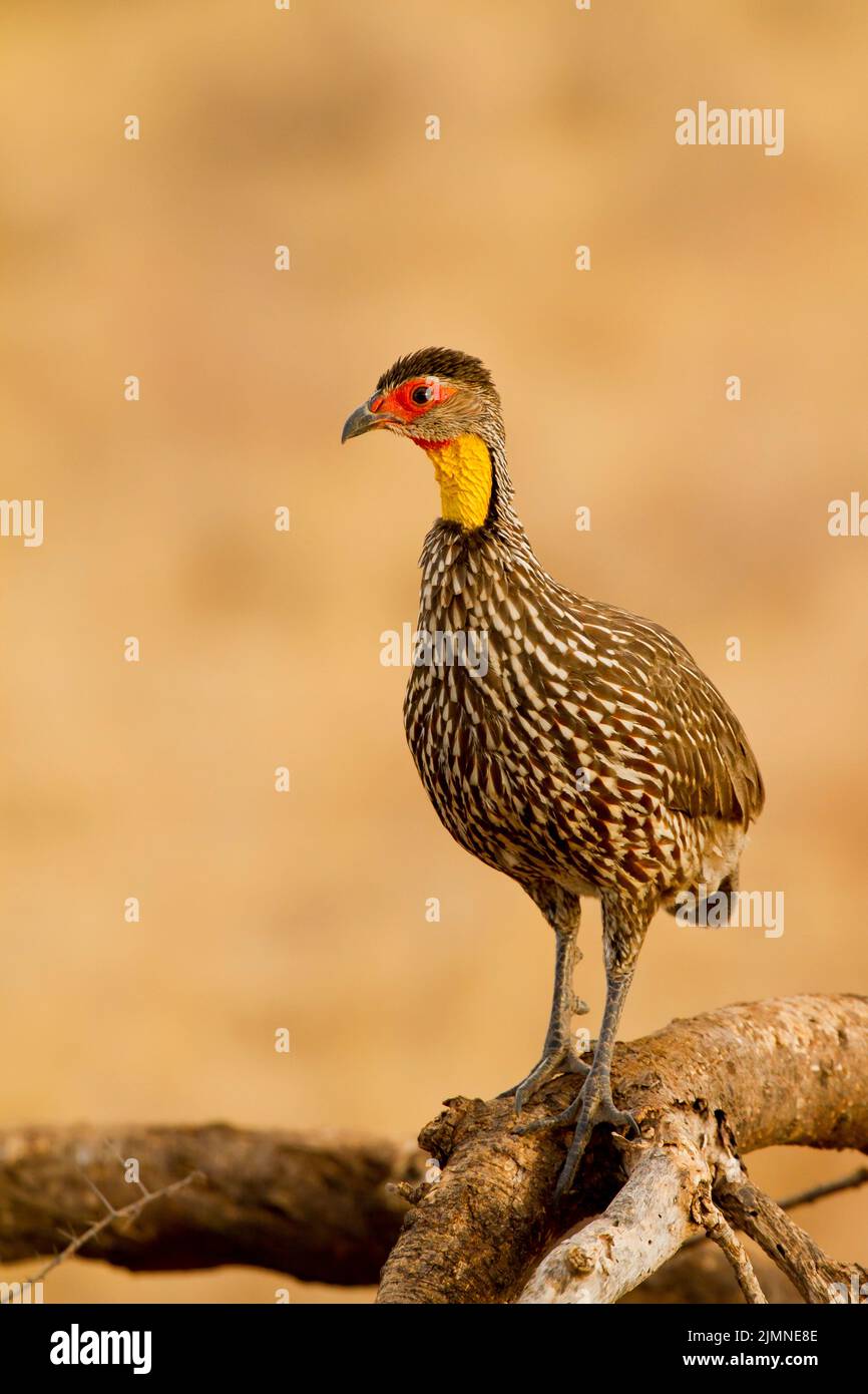 Yellow-necked Spurfowl (Pternistis leucoscepus) perched on a branch ...