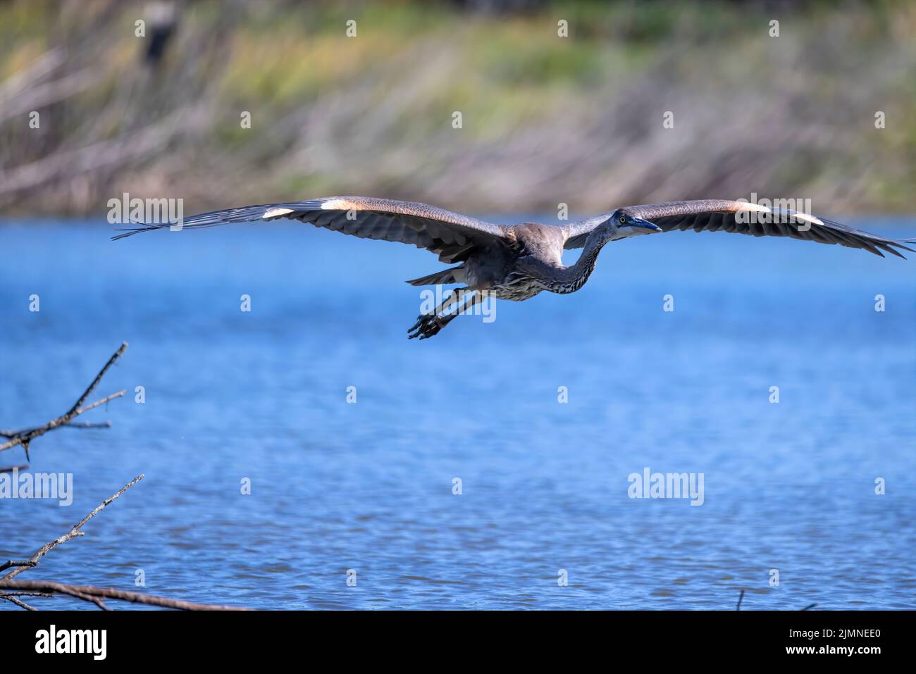 Great Blue Heron (Ardea herodias) is the largest American heron hunting ...