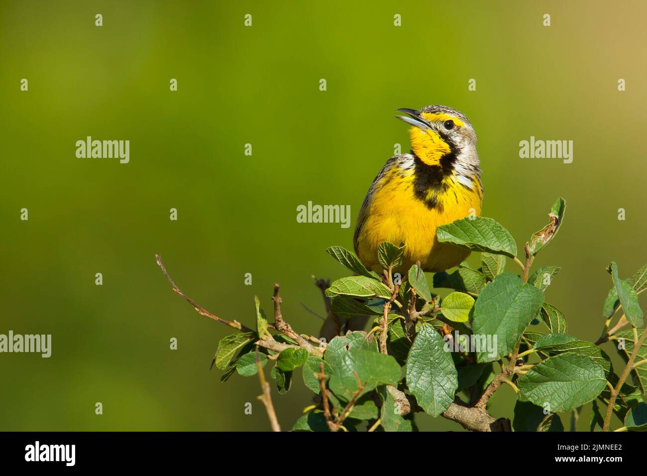 Yellow-throated Longclaw (Macronyx croceus Stock Photo - Alamy