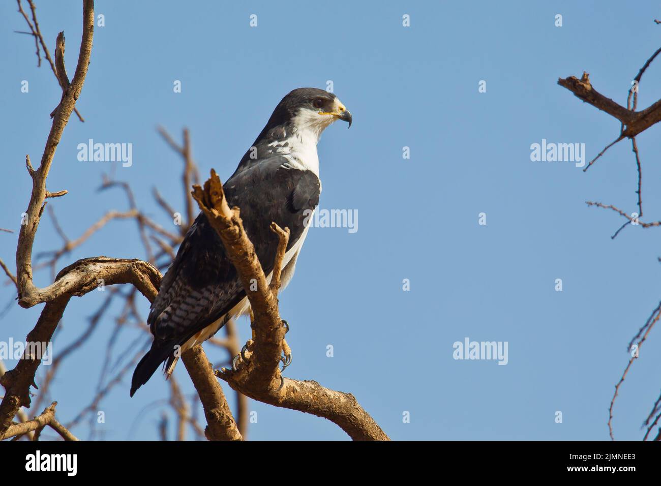Augur hawk hi-res stock photography and images - Alamy