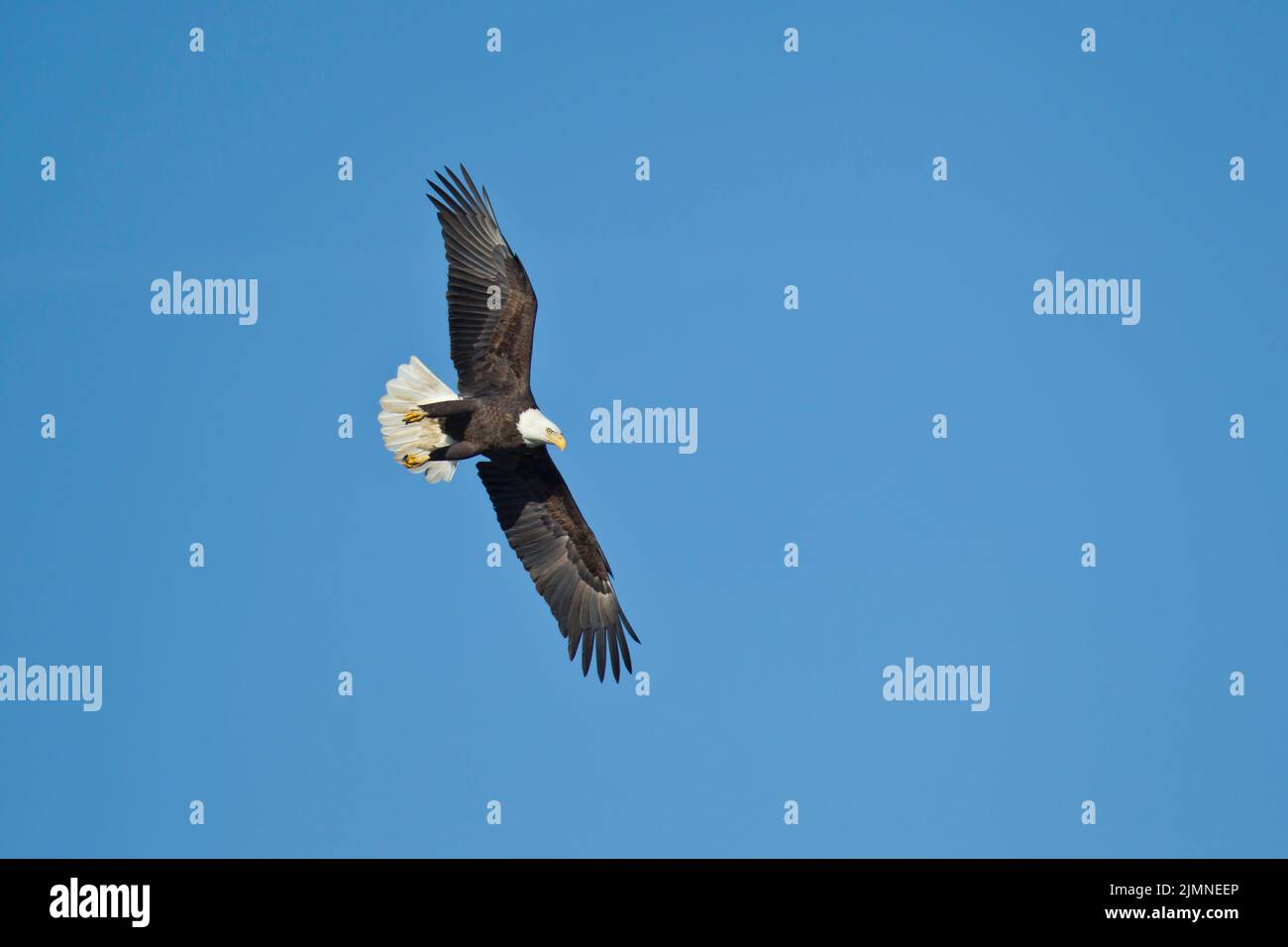 Bald Eagle (Haliaeetus leucocephalus) in flight, wings spread, tilting ...