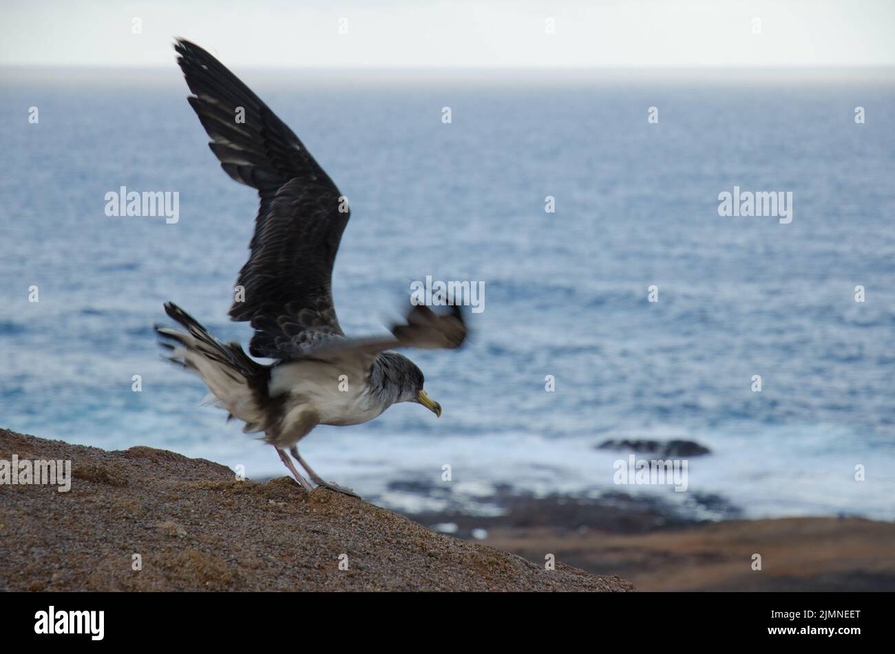 Juvenile cory's shearwater Calonectris borealis preparing to take ...