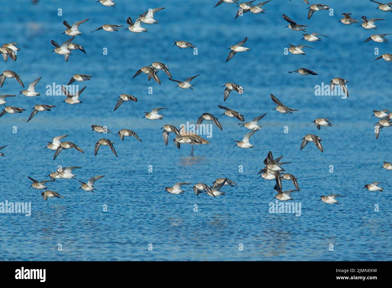 Dunlin in flight hi-res stock photography and images - Alamy