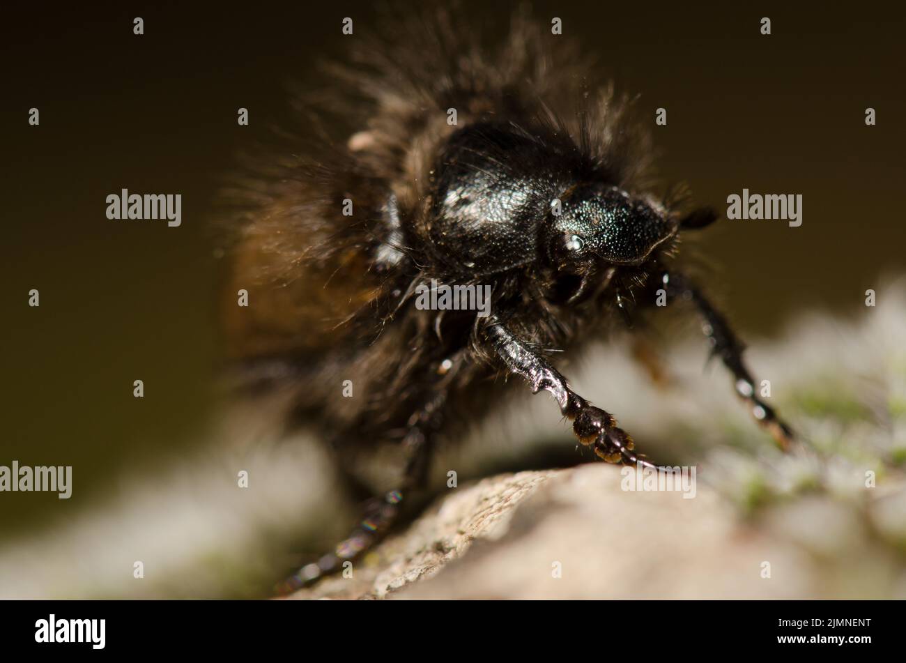 Beetle Tropinota squalida canariensis. The Nublo Rural Park. Tejeda ...