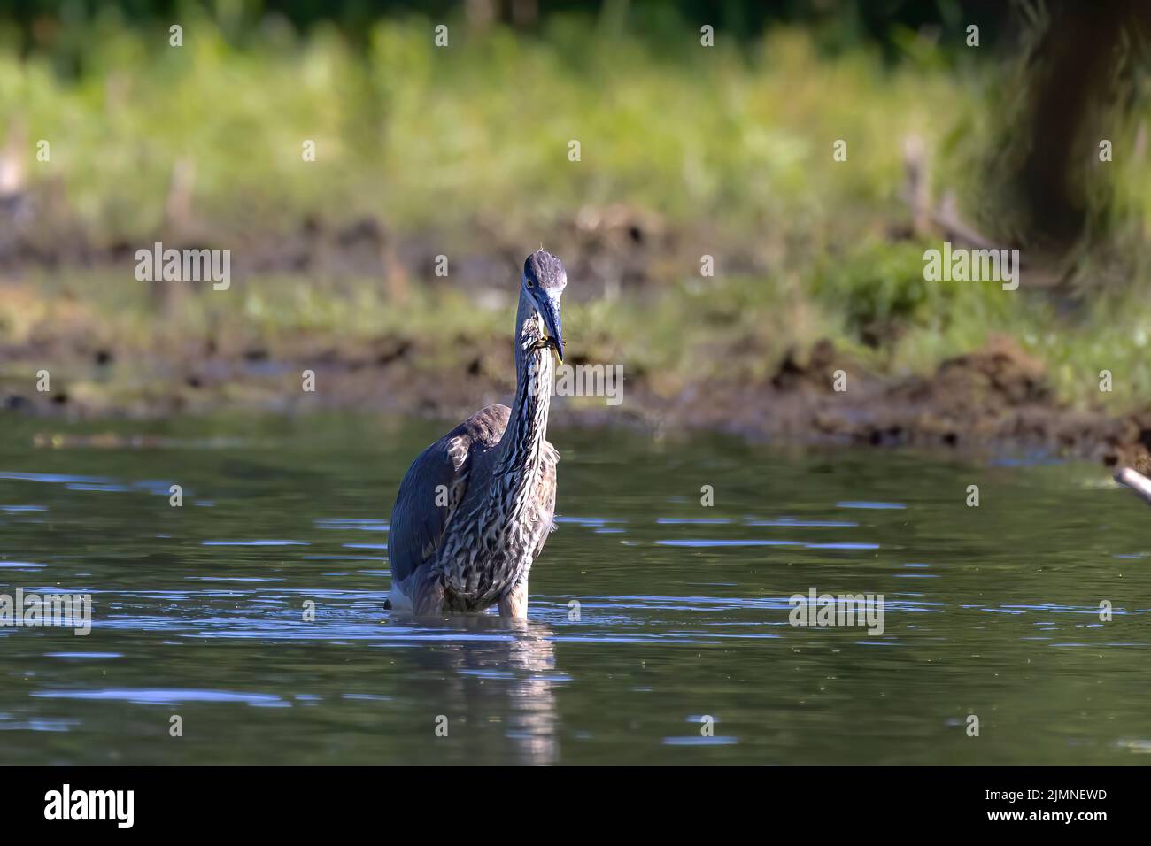 Great Blue Heron (Ardea herodias) is the largest American heron hunting ...