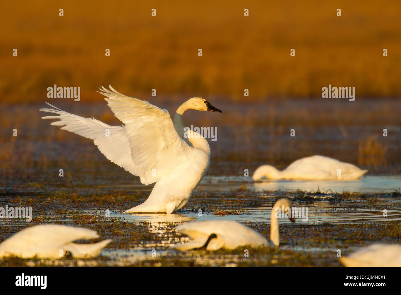 Tundra Swan (Cygnus columbianus) stretching its wings Stock Photo - Alamy