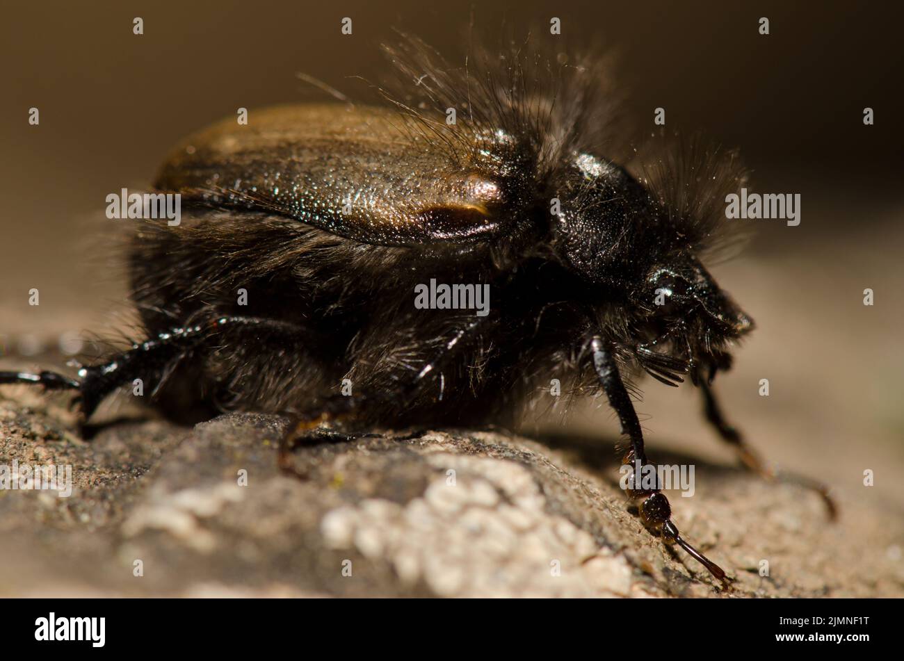Beetle Tropinota squalida canariensis. The Nublo Rural Park. Tejeda ...