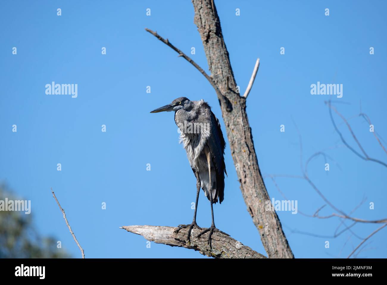 Great Blue Heron (Ardea herodias) is the largest American heron hunting ...