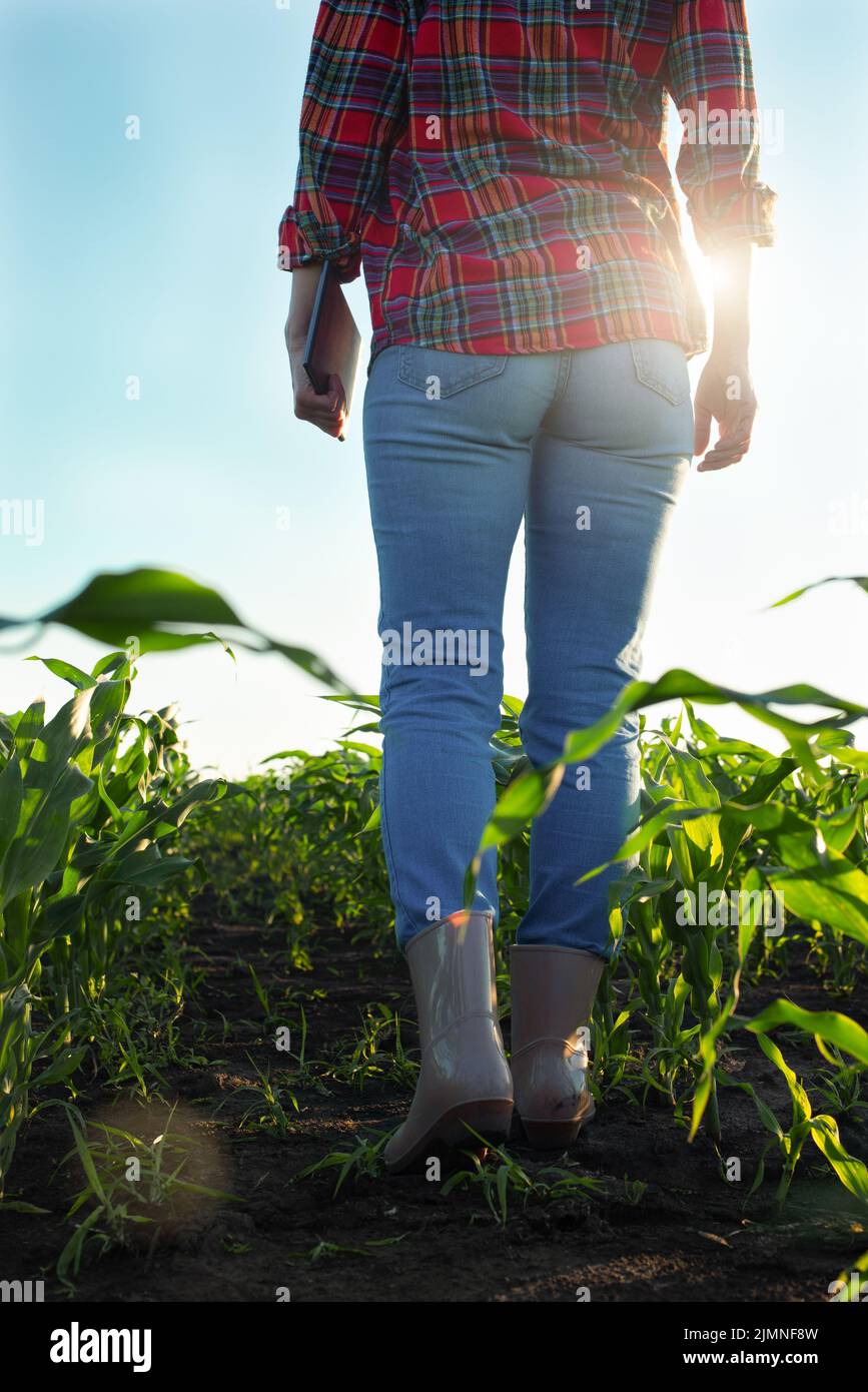 Low angle view at farmer's feet in rubber boots walking along maize ...