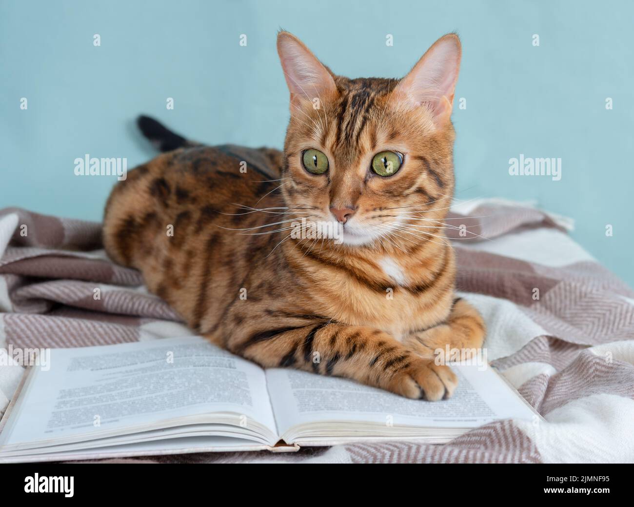 Bengal cat with an open book on a plaid blanket Stock Photo - Alamy