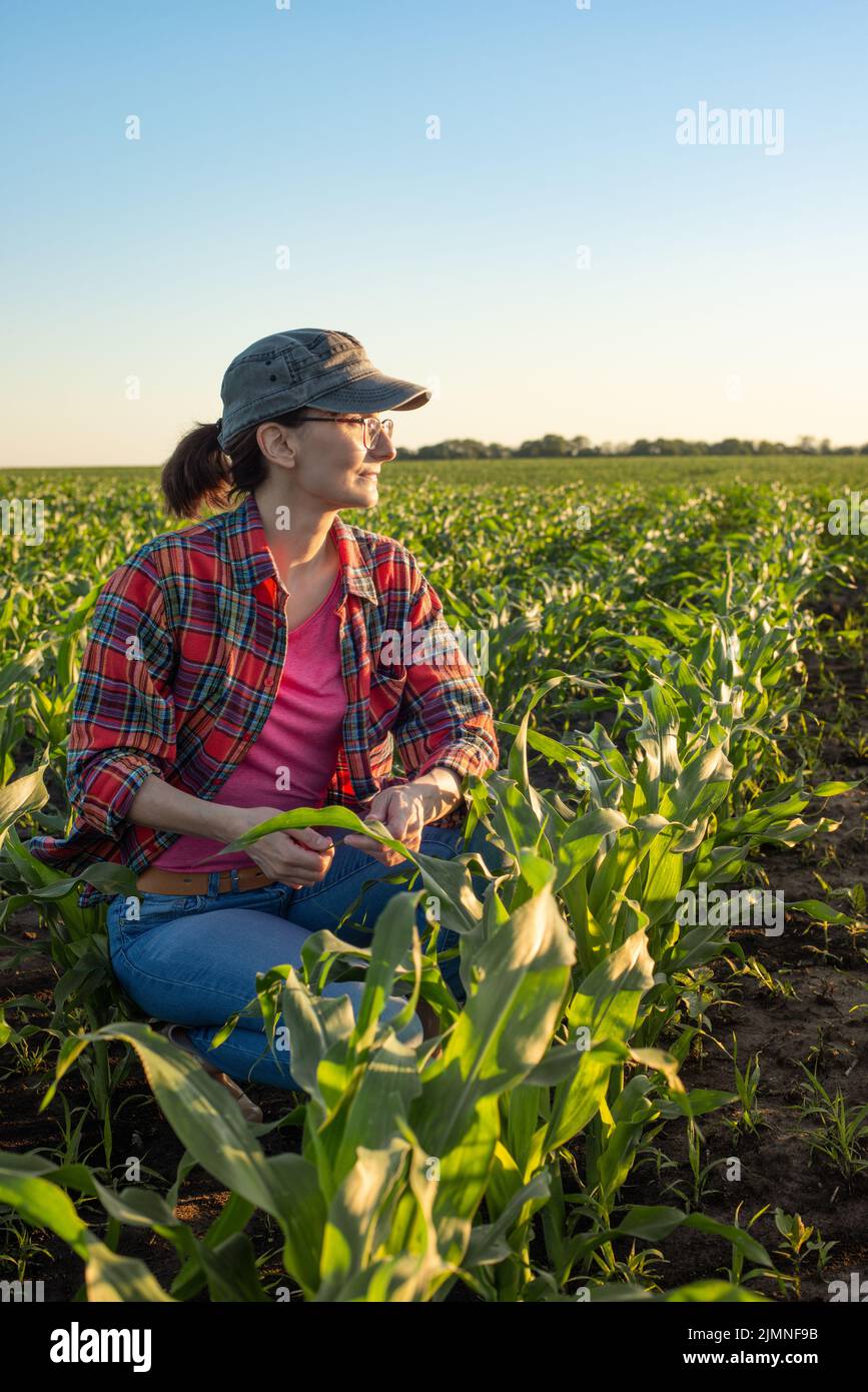Middle age female caucasian maize farmer kneeled for inspection corn at ...