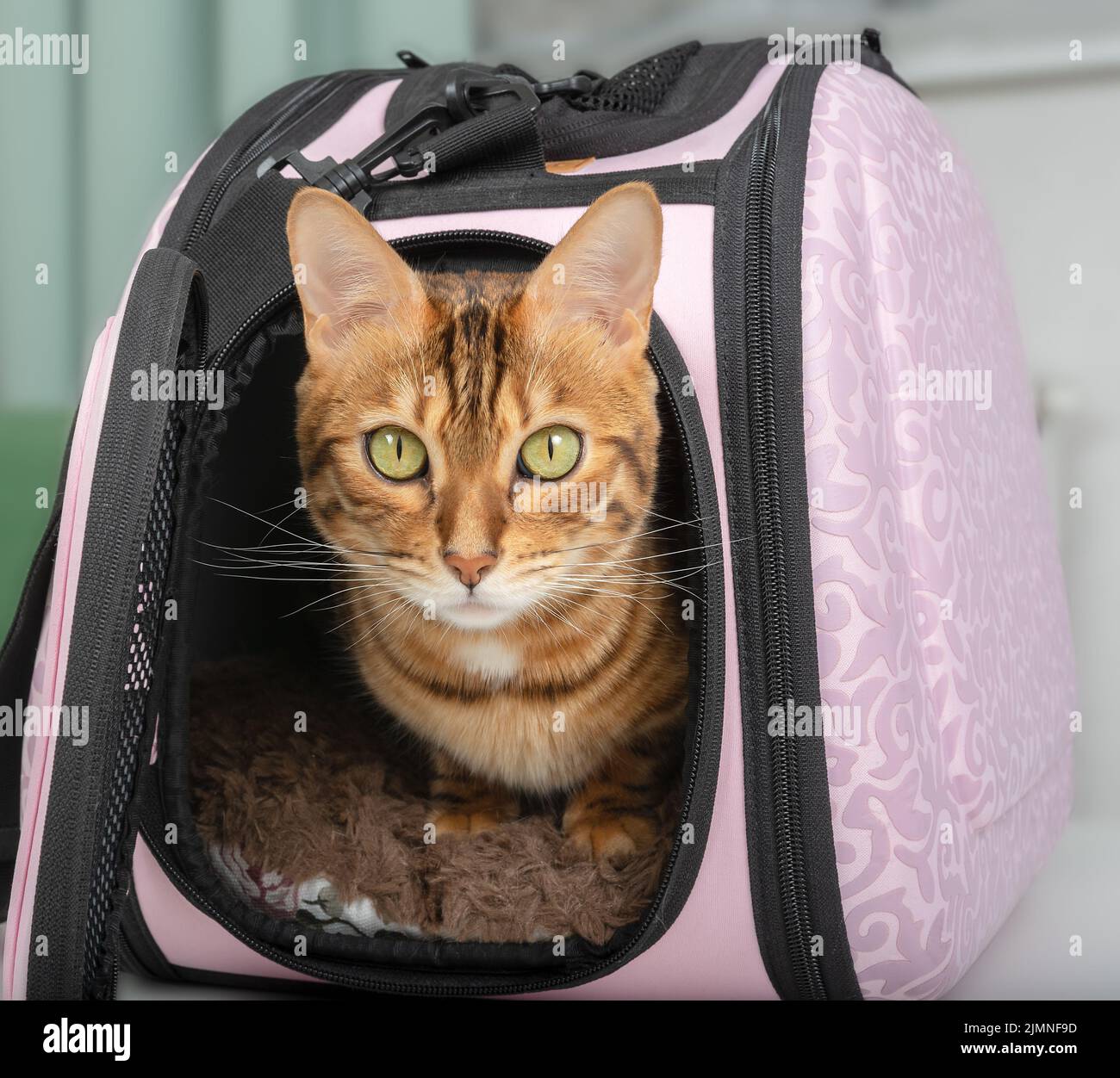 Pets in the room hi-res stock photography and images - Alamy