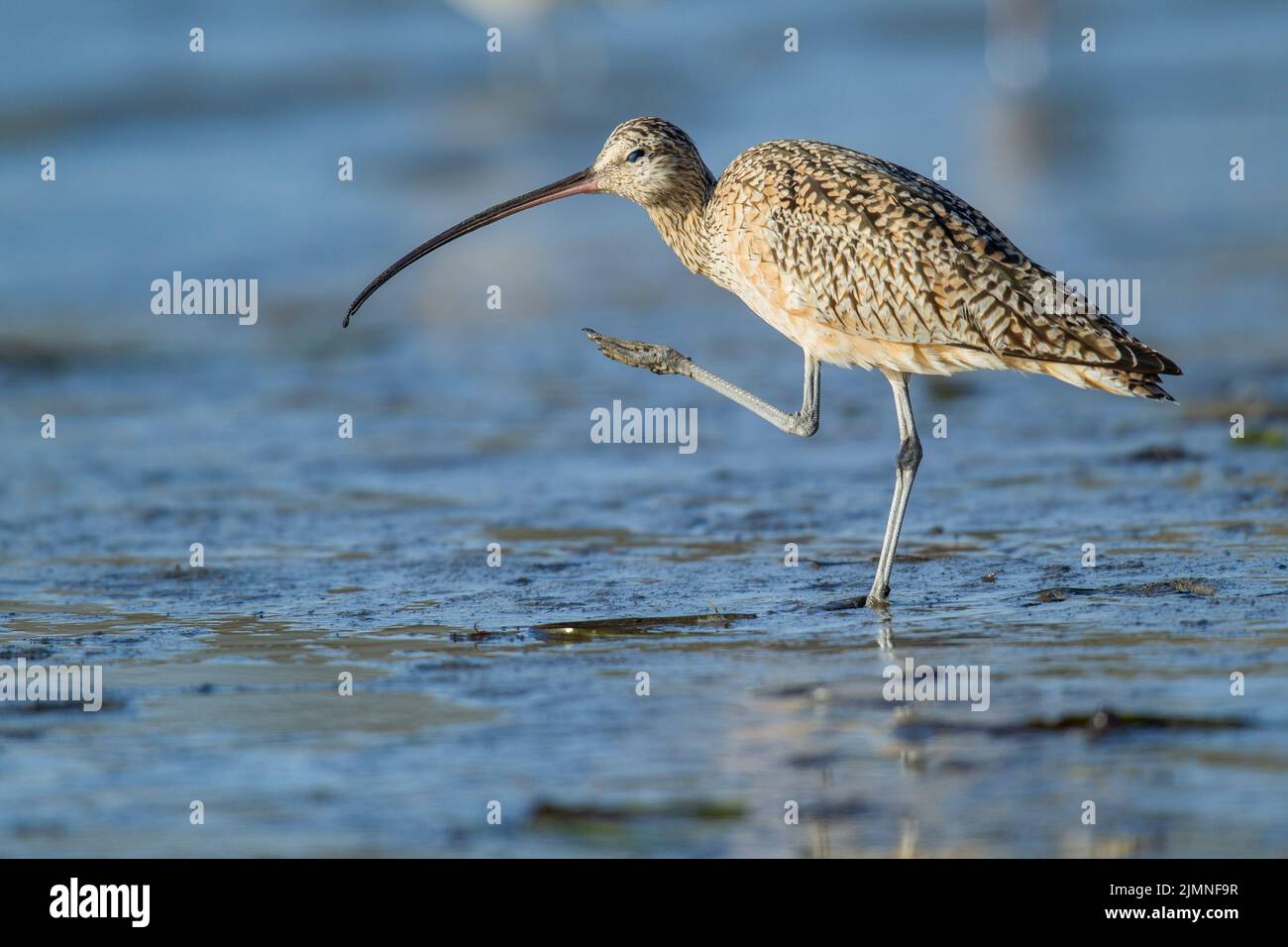 Long billed curlew morro hi-res stock photography and images - Alamy