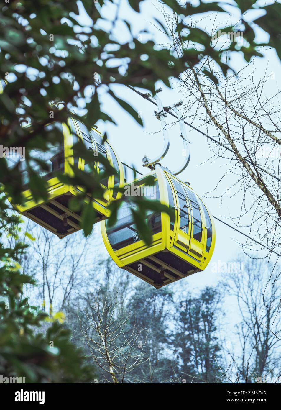 A vertical low angle shot of yellow cable cars behind tree branches ...