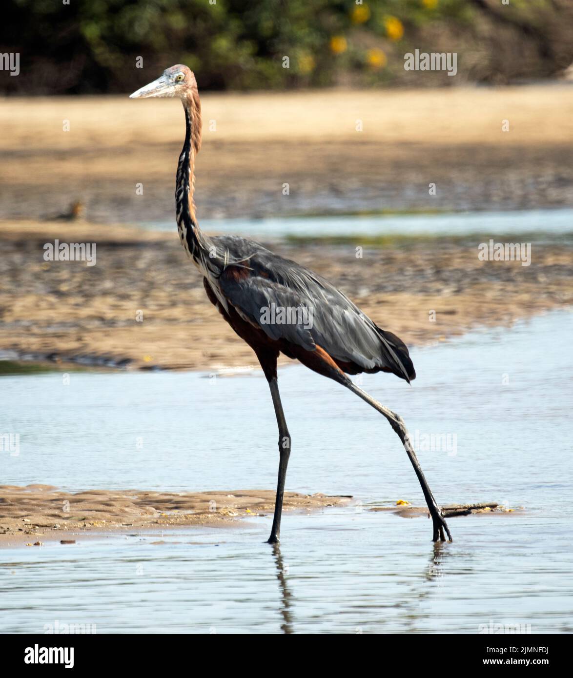 A Goliath Heron wades in the shallows of the Rufiji River in its search ...