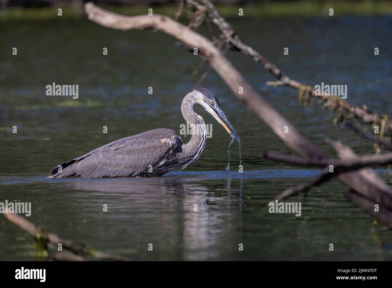 Great Blue Heron (Ardea herodias) is the largest American heron hunting ...