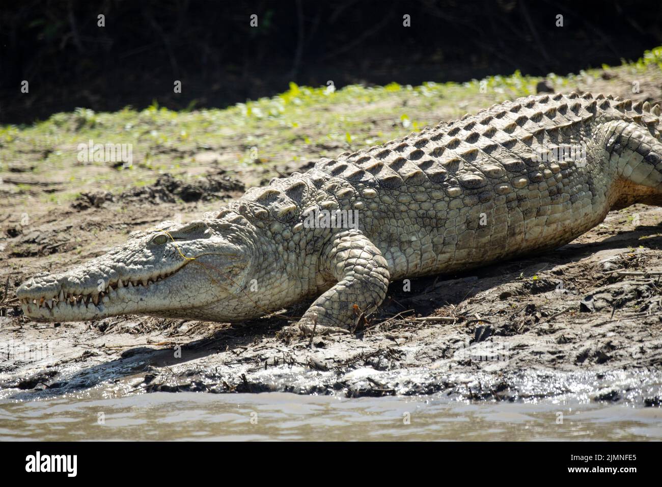 A large Crocodile moves back to the water after a period of sunbathing ...
