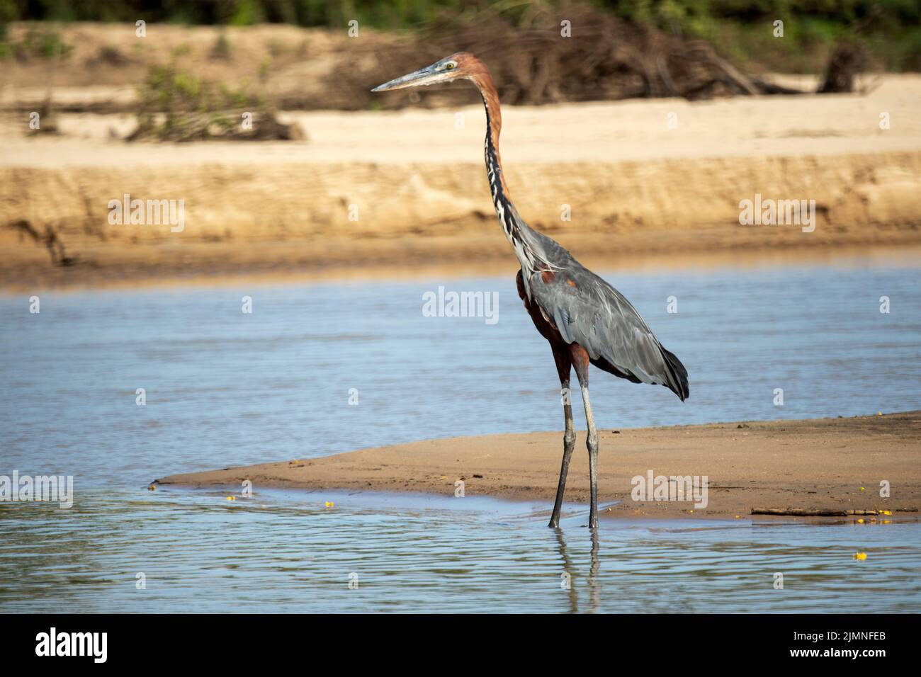 A Goliath Heron stands in the shallows of the Rufiji River in its ...