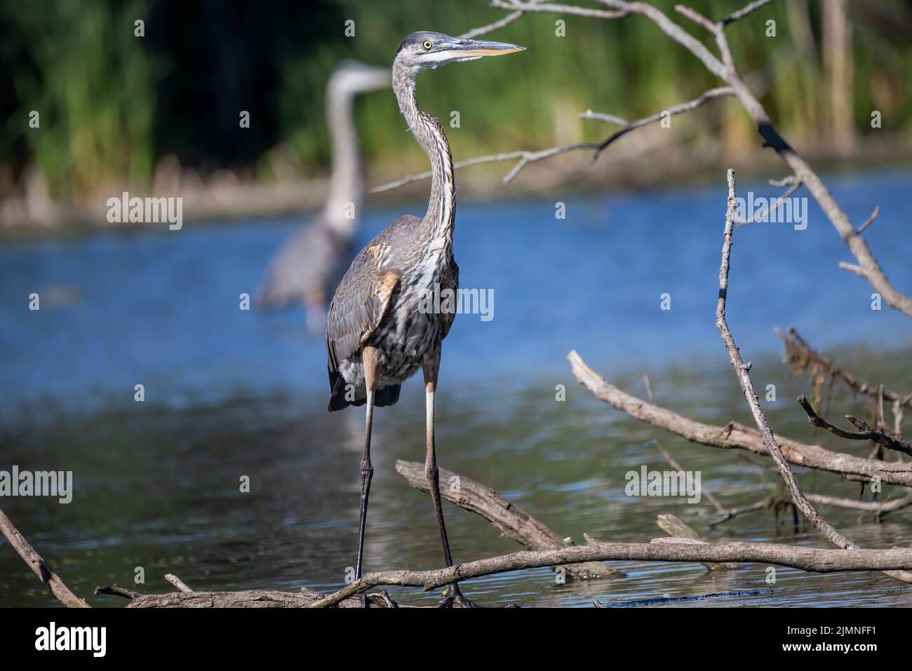 Great Blue Heron (Ardea herodias) is the largest American heron hunting ...