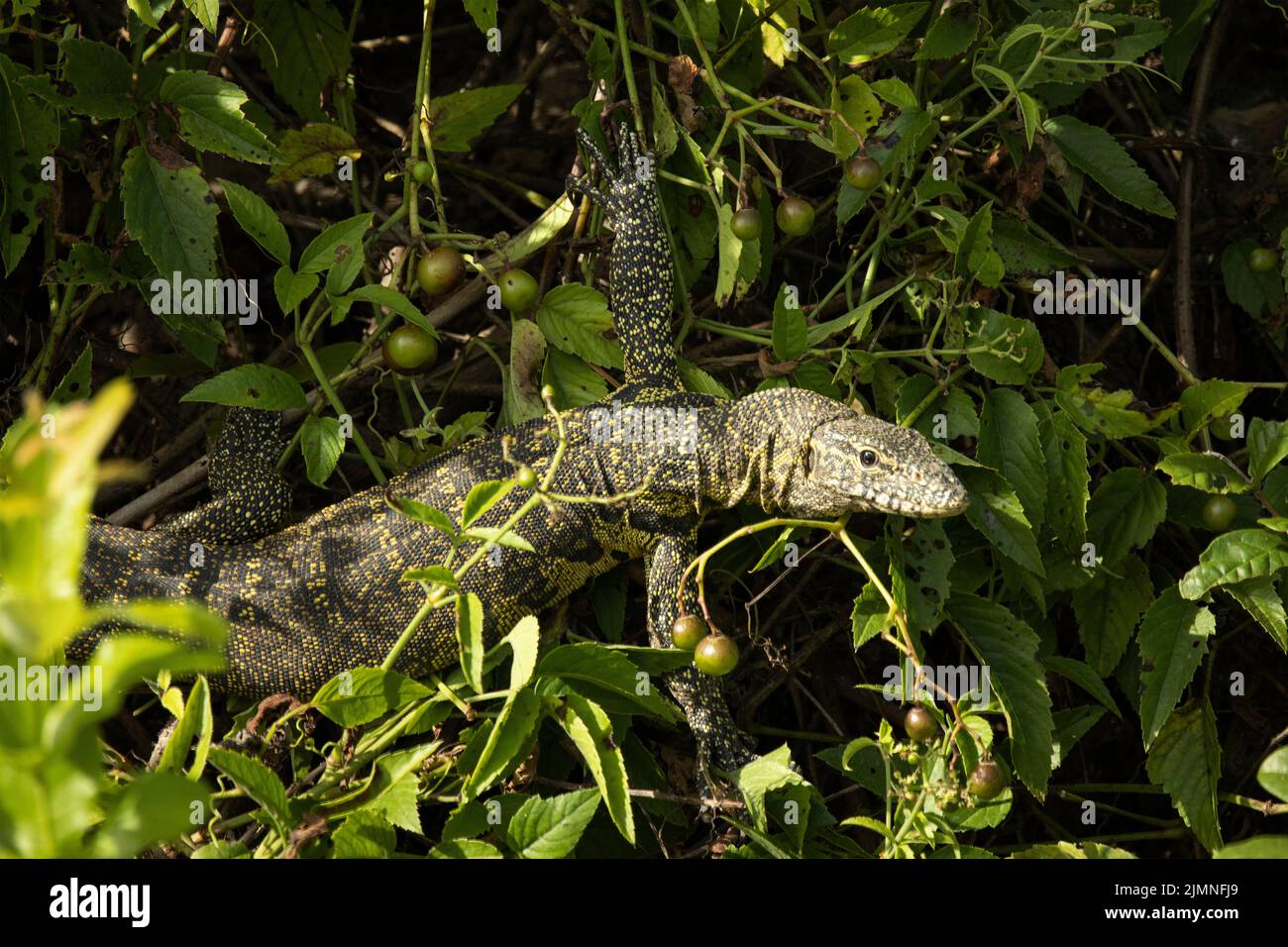 Africa's largest lizard, the Nile or Water Monitor can grow up to 2 ...