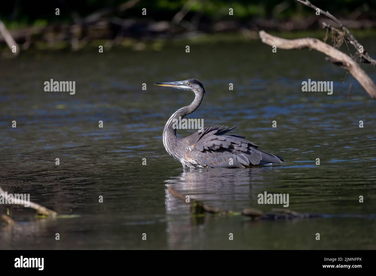 Great Blue Heron (Ardea herodias) is the largest American heron hunting ...