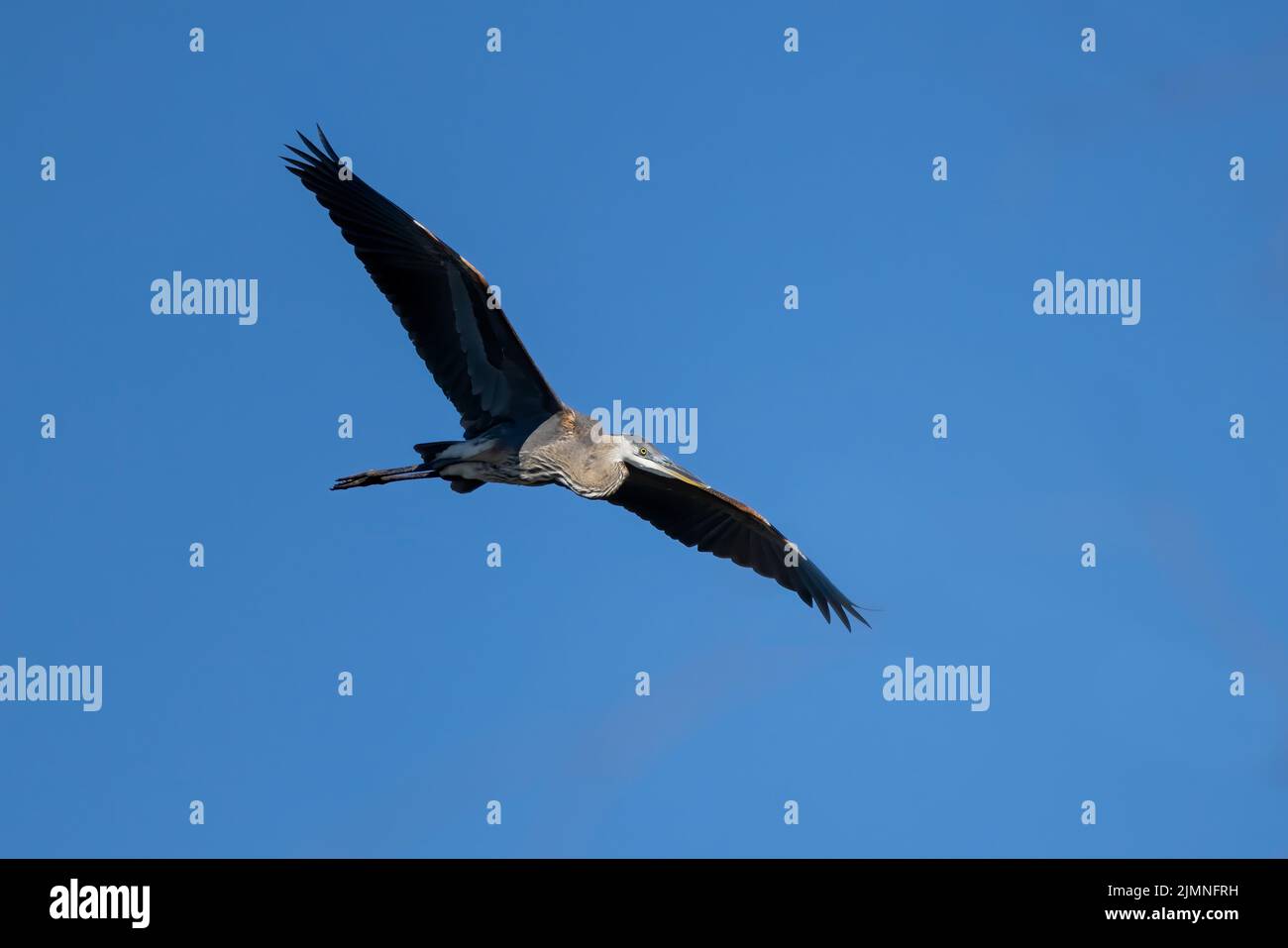 Great Blue Heron (Ardea herodias) is the largest American heron hunting ...
