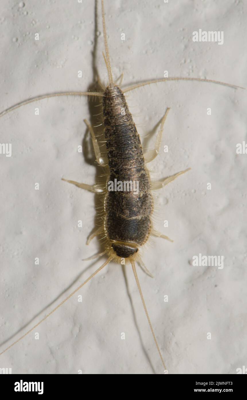 Silverfish close up hi-res stock photography and images - Alamy