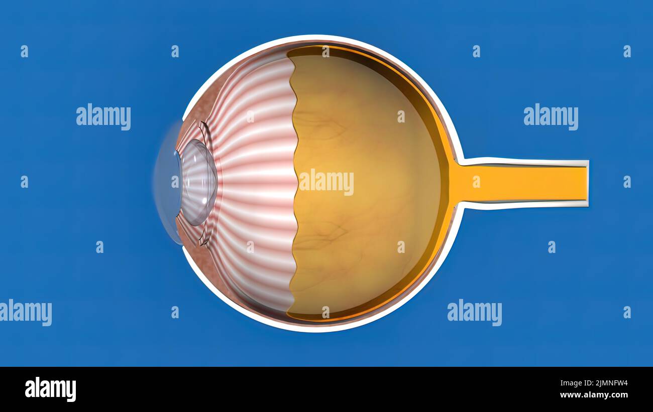 Eye and anatomy hi-res stock photography and images - Alamy