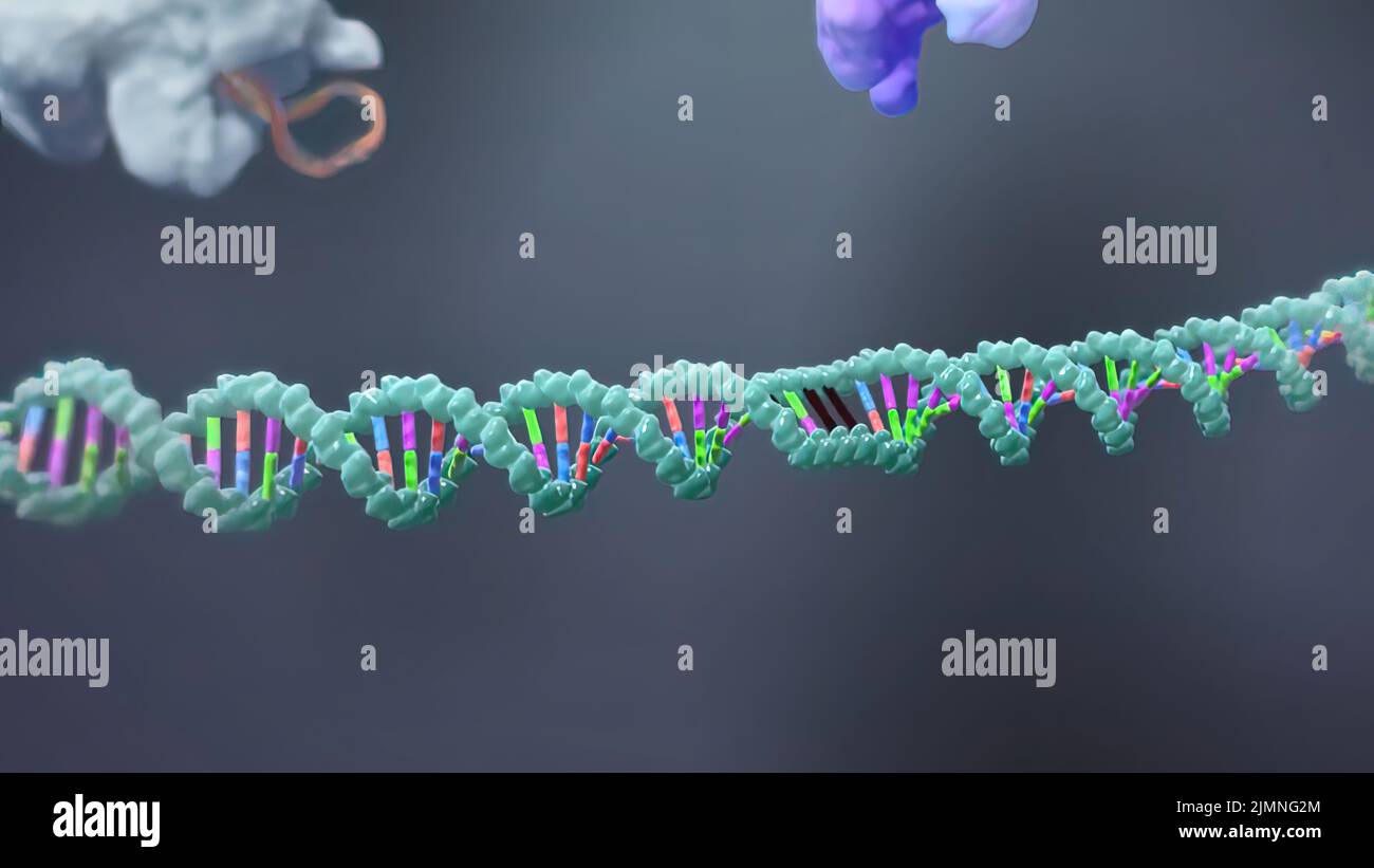 Cysteine metabolism hi-res stock photography and images - Alamy
