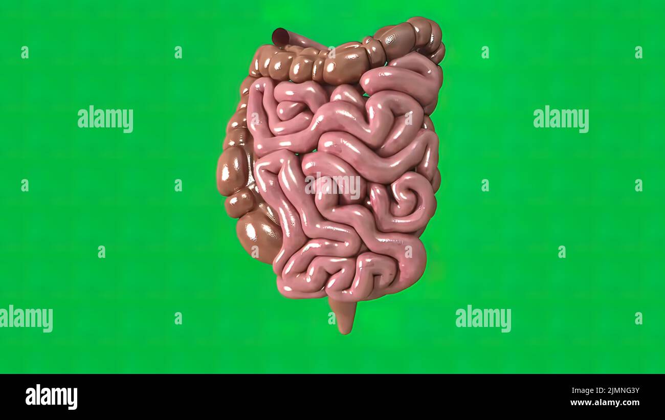 Digestive system process hi-res stock photography and images - Alamy