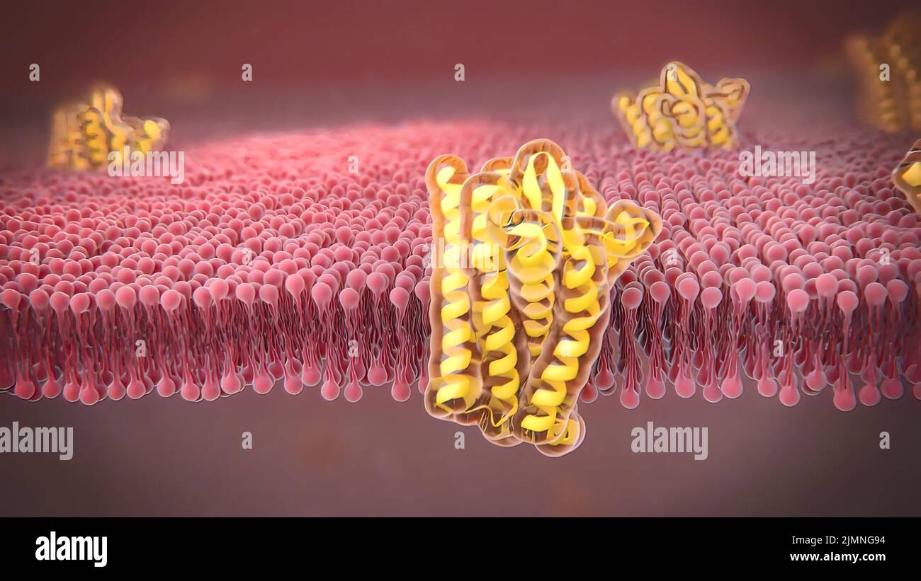 Gpcrs hi-res stock photography and images - Alamy