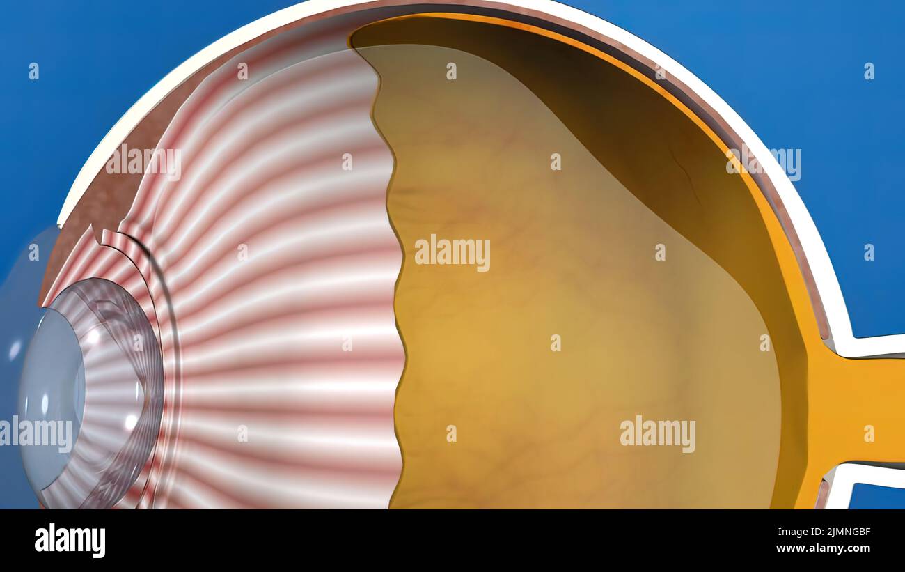 Anatomy of retina hi-res stock photography and images - Alamy
