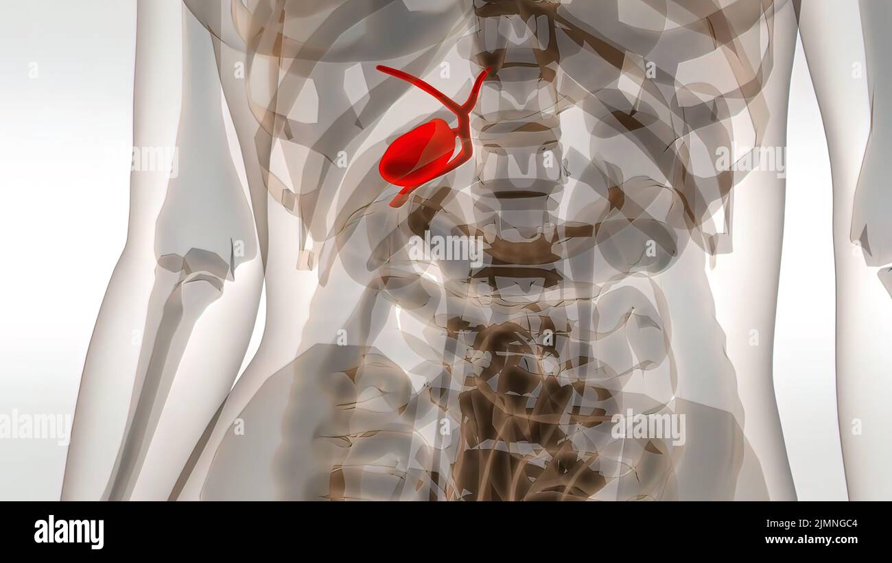 Gall bladder scan hi-res stock photography and images - Alamy