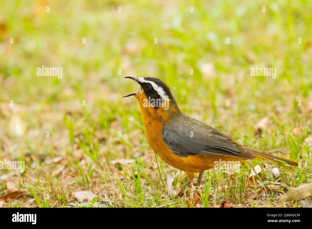 White-browed Robin-Chat (Cossypha heuglini) on the ground singing Stock ...