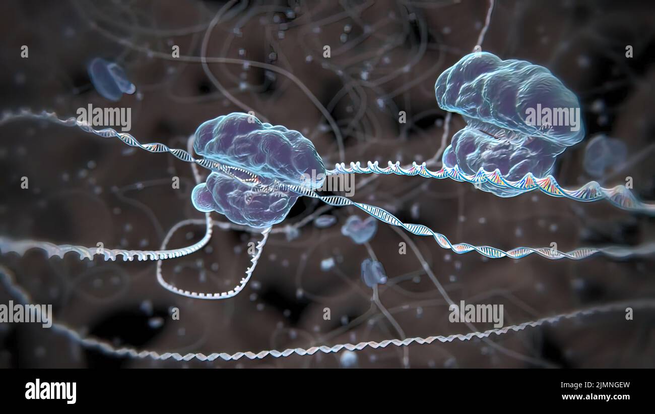 Cysteine metabolism hi-res stock photography and images - Alamy