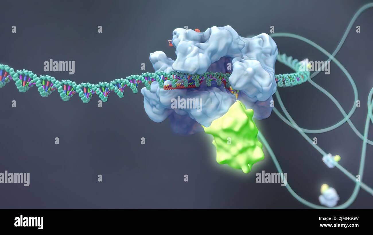 Cysteine metabolism hi-res stock photography and images - Alamy