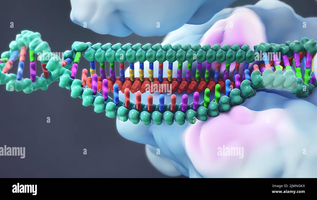Cysteine metabolism hi-res stock photography and images - Alamy