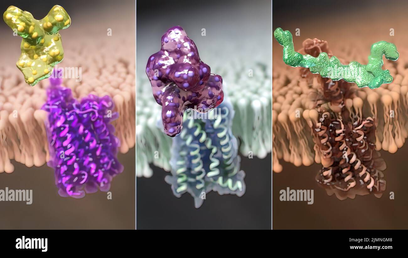 Gpcrs hi-res stock photography and images - Alamy