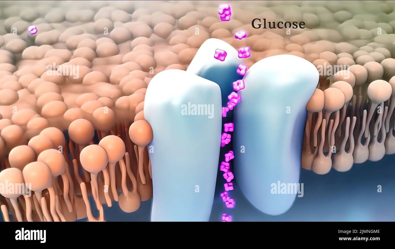 Human insulin molecule hormone hi-res stock photography and images - Alamy