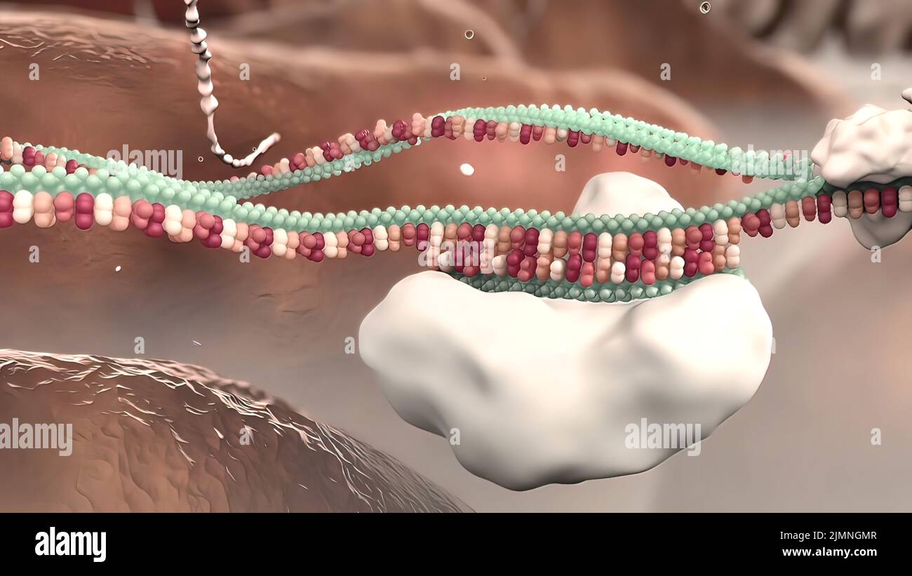 Rna processing hi-res stock photography and images - Alamy