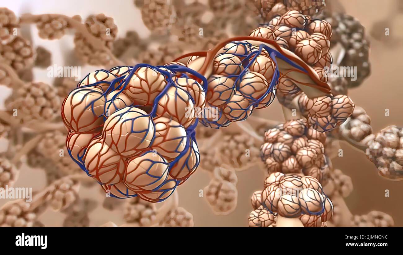 Alveoli of lungs hi-res stock photography and images - Alamy