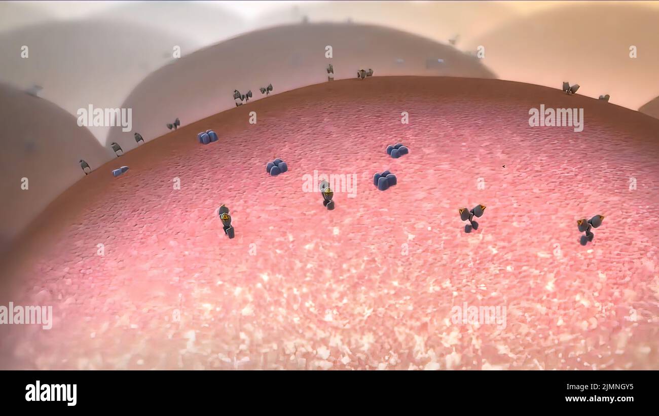 Human insulin molecule hormone hi-res stock photography and images - Alamy