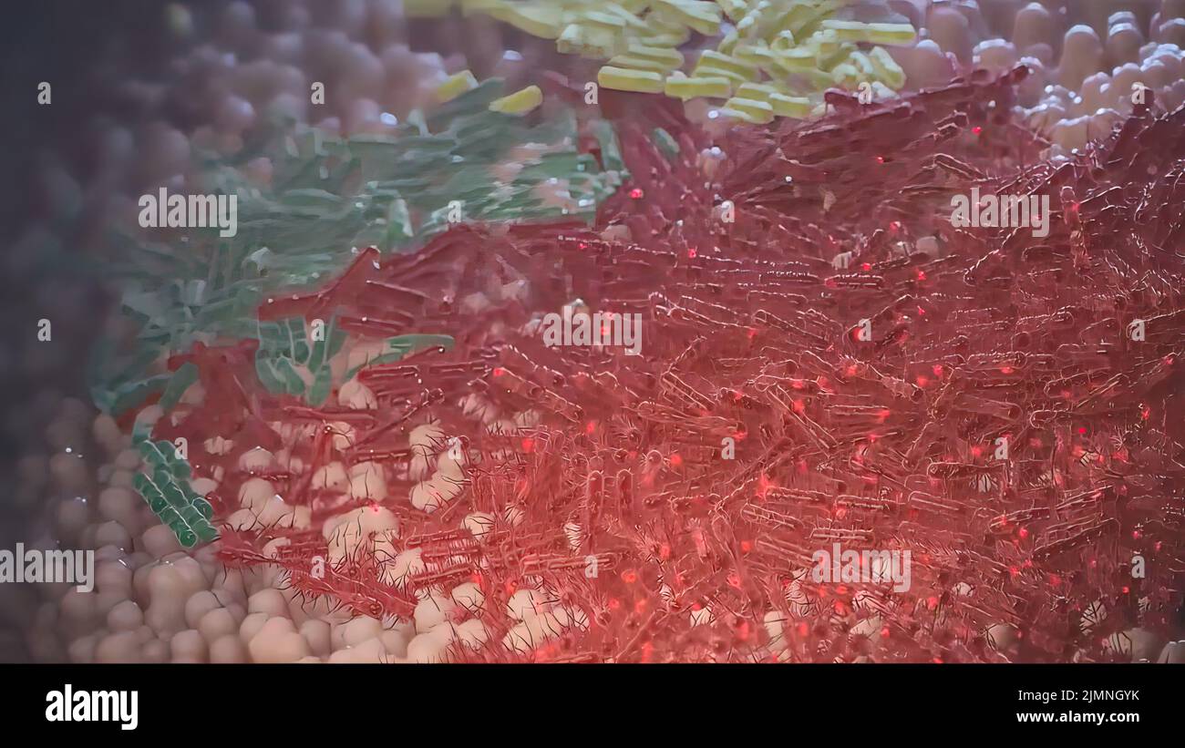 Medical digestive tract hi-res stock photography and images - Alamy