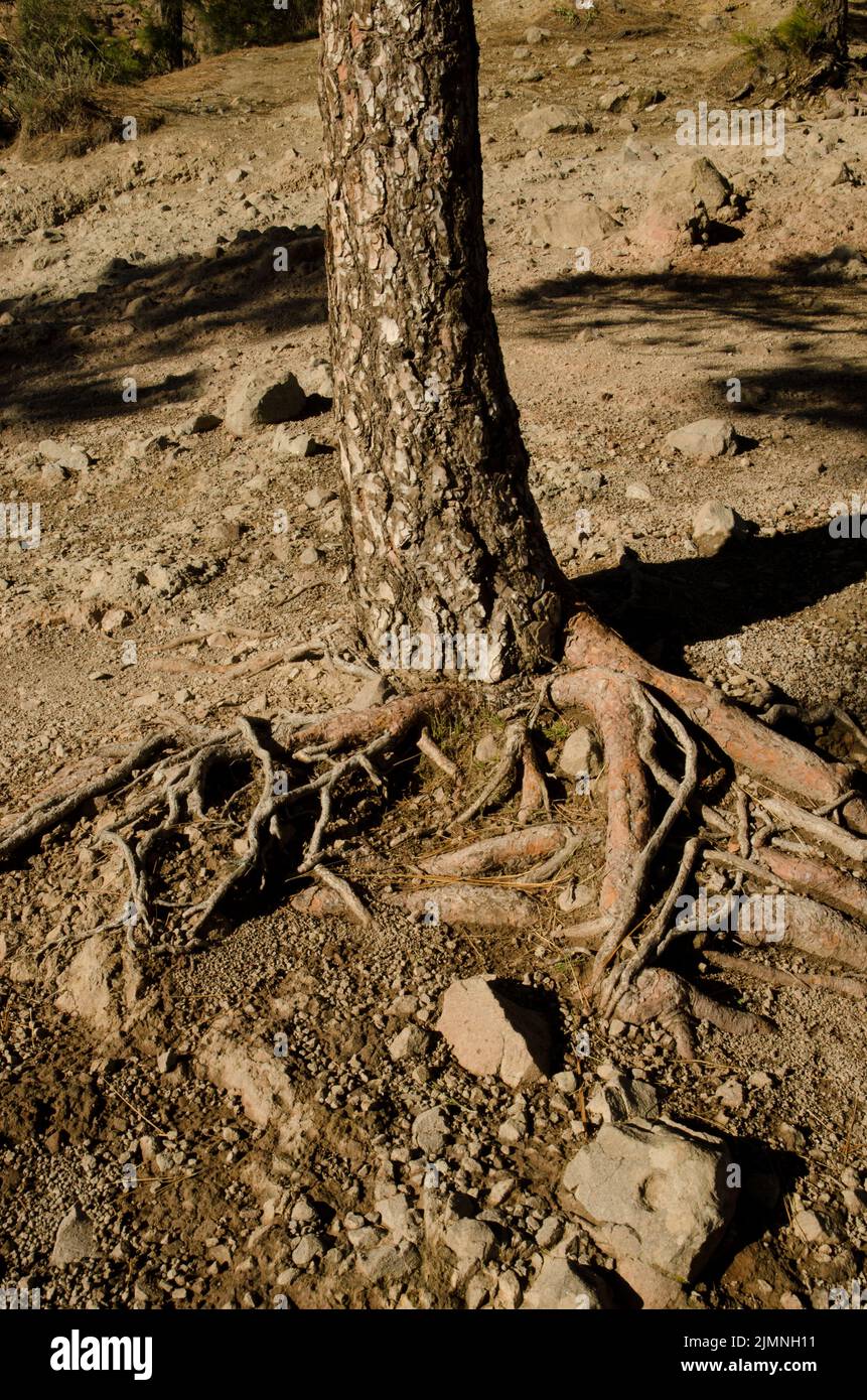 Trunk and roots of Canary Island pine Pinus canariensis. The Nublo ...