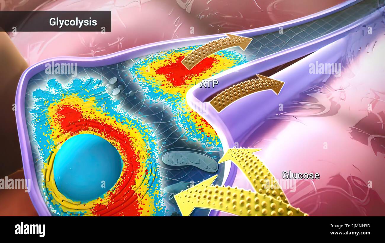 Glycolysis metabolic pathway hi-res stock photography and images - Alamy