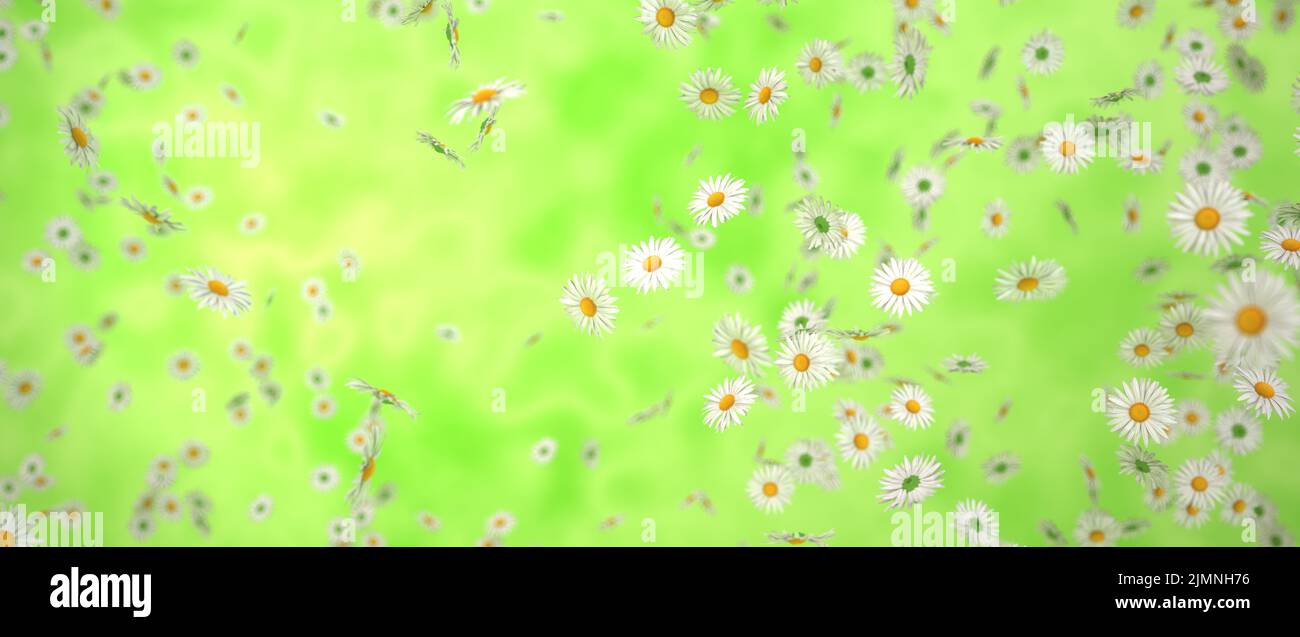 Flying white daisy flowers Stock Photo - Alamy