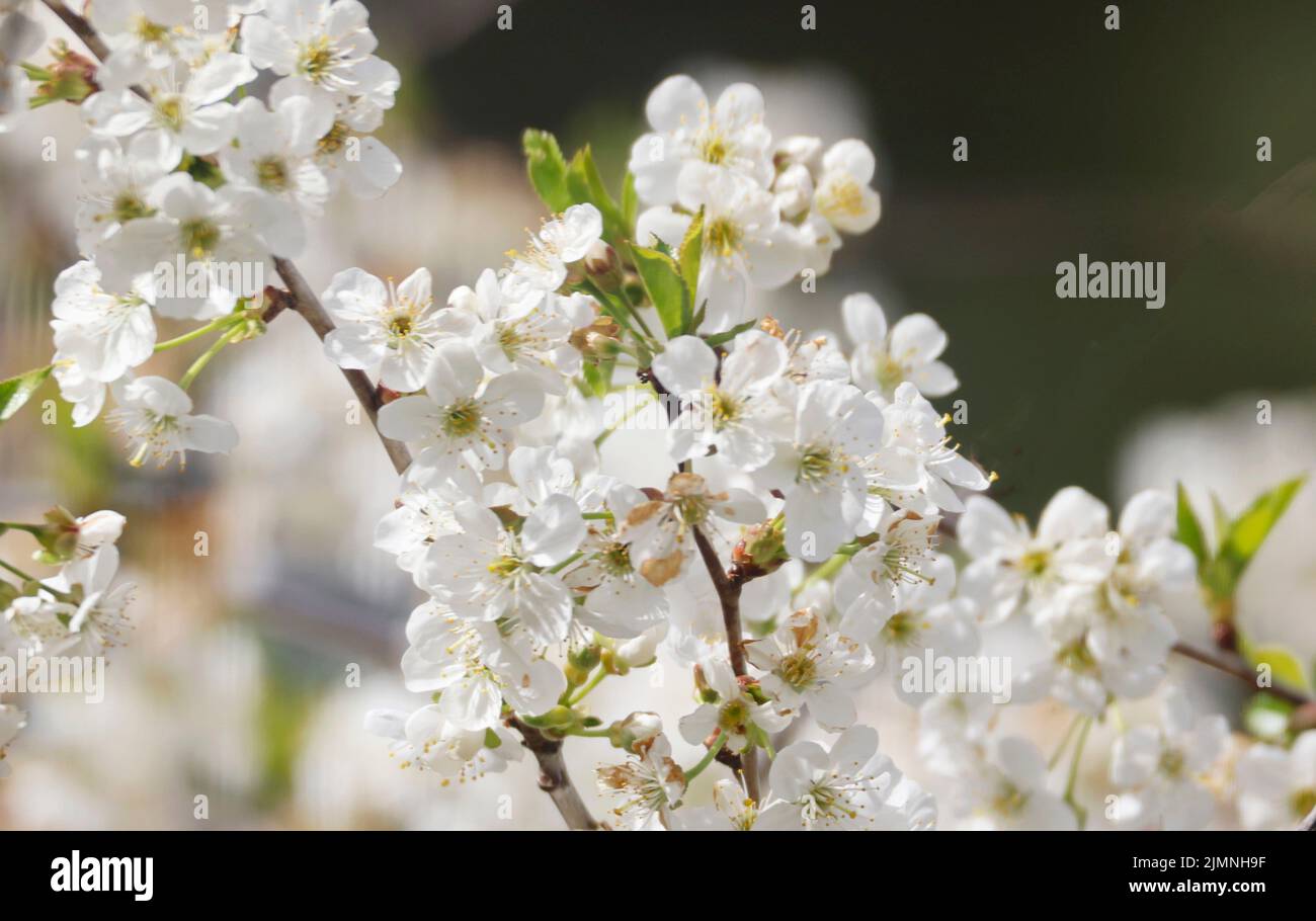 Sakura in europe hi-res stock photography and images - Alamy