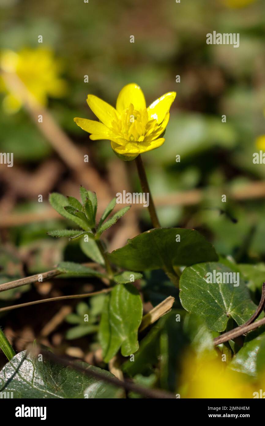 Fig buttercup hi-res stock photography and images - Alamy