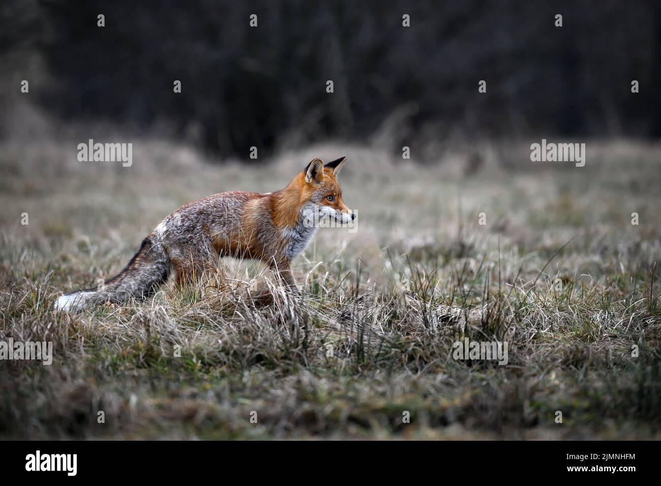 A red fox runs and looks for prey Stock Photo - Alamy